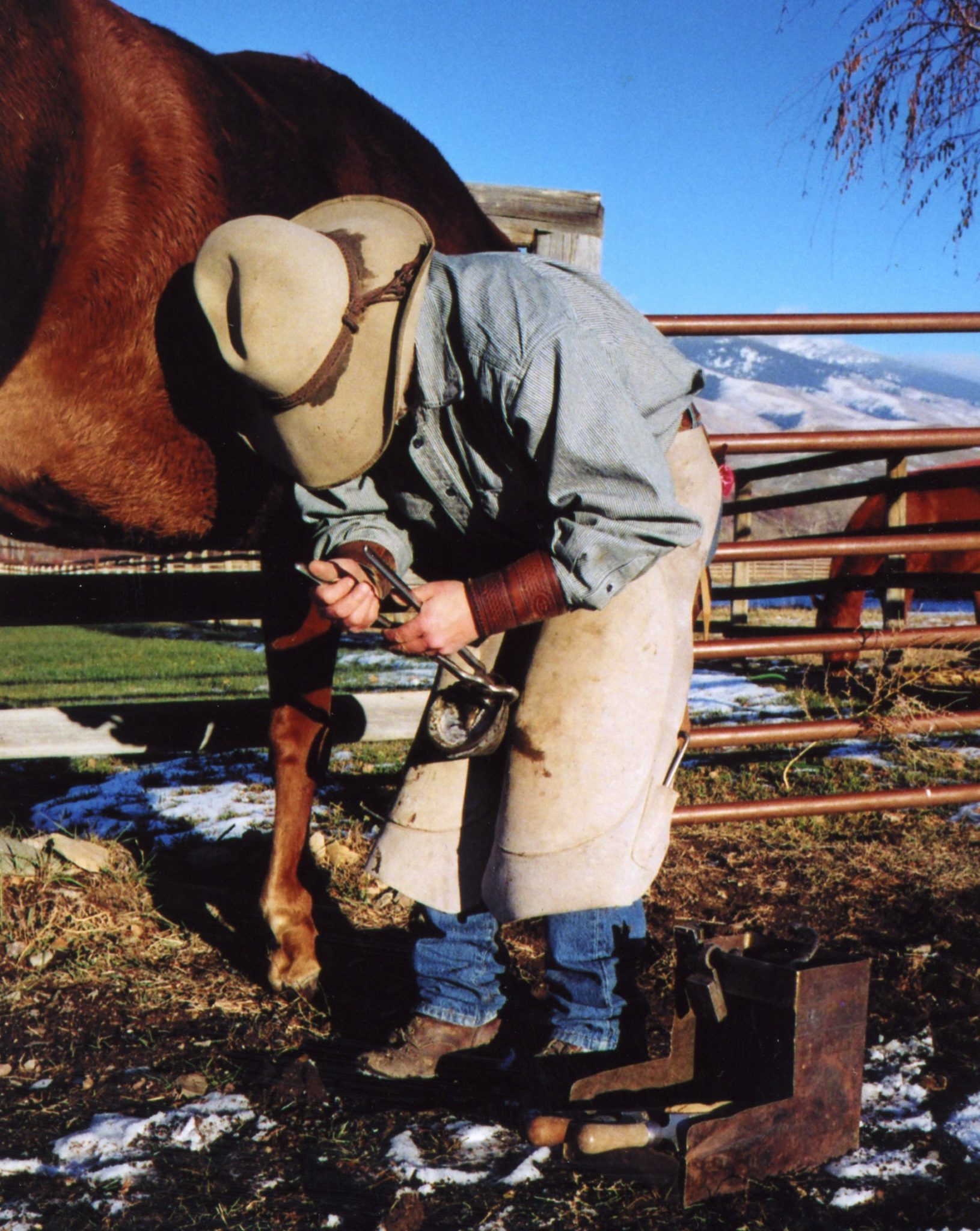 Joint and Hoof Care - Countryside